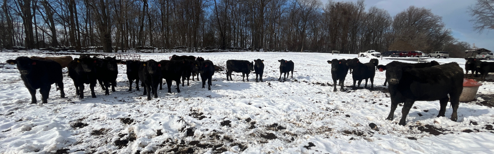 How Cows Thrive During the Winter - My Maryland Farmers